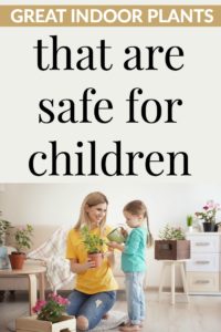 GREAT INDOOR PLANTS THAT ARE SAFE FOR CHILDREN - Mommy Moment